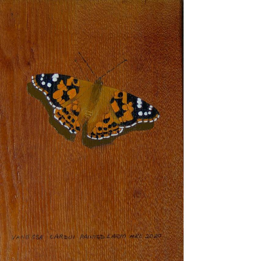 Painted Lady – Martin Lewis Art